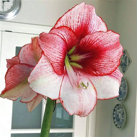 27 Gorgeous Amaryllis Varieties To Grow For A Burst Of Winter Color