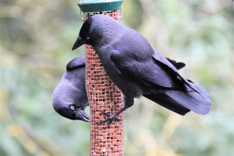 Keep Rooks And Jackdaws Off Bird Feeders And Help Small Birds Get Food