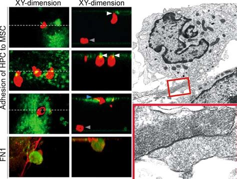 Heterotypic Cellcell Contact Between Hpc And Stroma Cells Was Analyzed