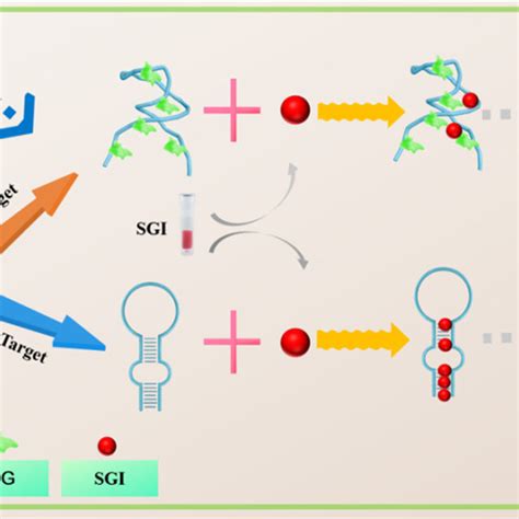 Scheme Of The Structure Switching Fluorescence Method For Mg Detection Download Scientific