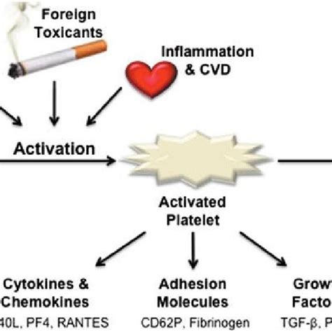 Platelet Activation Platelets Are Smooth Discoid Shaped Cells In Their Download Scientific