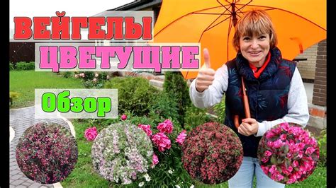 Вейгелы цветущие (Александра, Минор Блэк, Вариегата) и не только: обзор ...