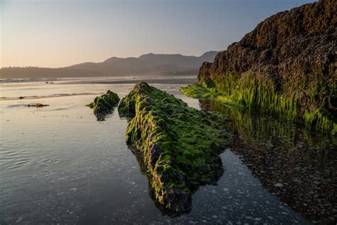 Algae Cosmetics Benefits Lookdiary Blog Your Beauty Routine Online