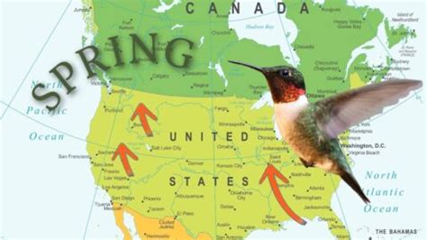 2025 Hummingbird Migration Map Find Out When To Expect Them