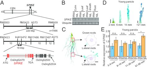 map based cloning and expression analysis of spike a a download