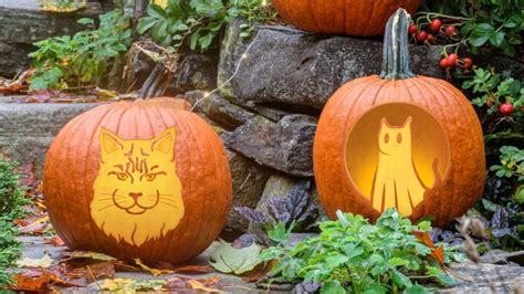 8 Purr Fectly Spooky Cat Pumpkin Carving Stencils Chewy Chewy
