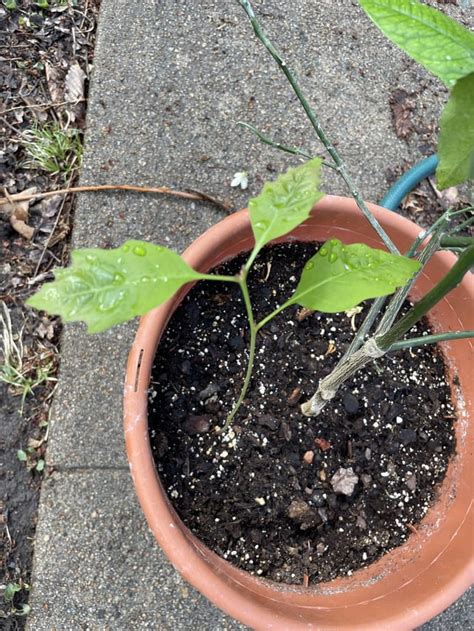Whats Growing In My Lemon Tree Pot R Plantidentification