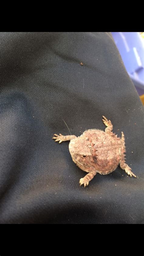 Heres A Horny Toad Me And My Buddies Caught 😀 R Lizards