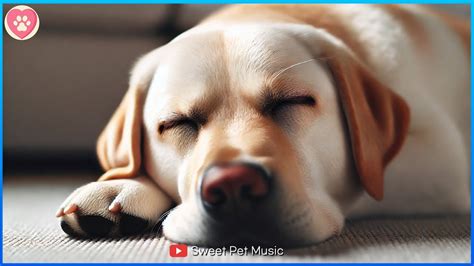 강아지 불안 완화 And 수면 유도 힐링 음악🐶 ️20시간 자연의 소리로 편안함 제공🎵혼자 남은 반려견을 위한 필수 사운드 트랙 Youtube