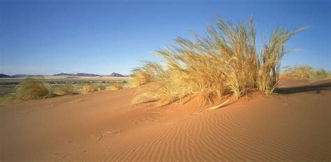 Dune Grass Sossusvlei Namib Desert … License Image 70047309