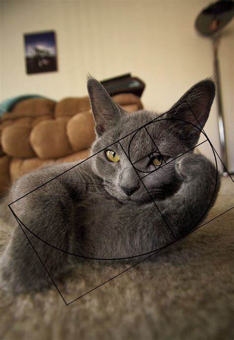 21 cats matching up with the fibonacci sequence proves that cats are
