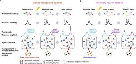 Neighborly Help In The Brain Cerebral Cortex Networks Rapidly Reorganize To Compensate For Lost