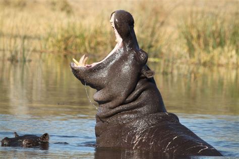 Ultimate Botswana Adventure