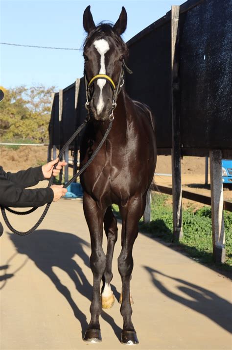 ガムピーリング 牡3歳 ※地方競馬 在籍 サラブレッドオークション