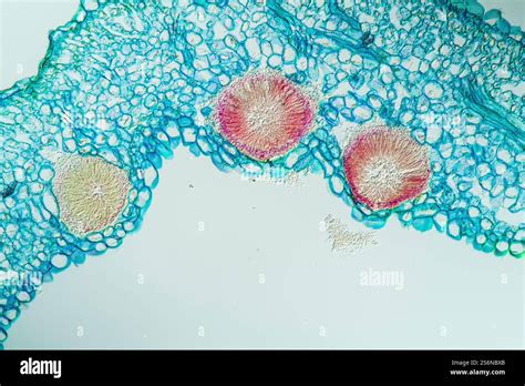 Rust Fungus On Spurge X Stock Photo Alamy