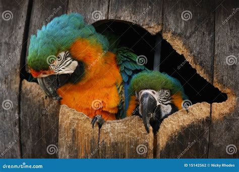 Macaw Nest Box