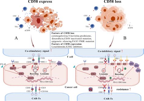 A Potential Prognostic Marker For Hematologic Neoplasms Cd58 Pmc