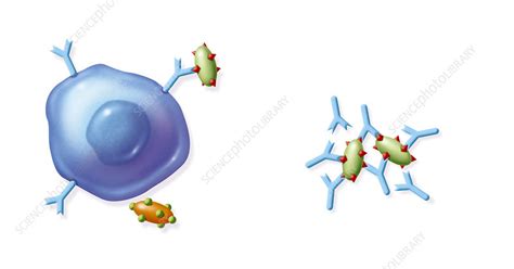 B Lymphocyte And Antibody Stock Image C0492167 Science Photo Library