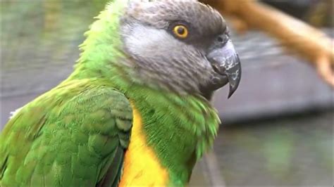 សេកសោម ស៊ីន ស៊ីសាមុត ប៉ែន រ៉ន បទភ្លេងៈ ស៊ីន ស៊ីសាមុត ទំនុកច្រៀងៈ ម៉ា ឡៅពី ដឹកនាំភ្លេងៈ នូ