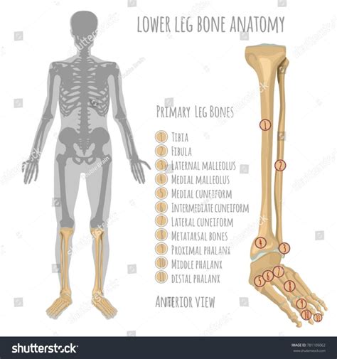 Lower Leg Bone Anatomy Diagram Printable Worksheets