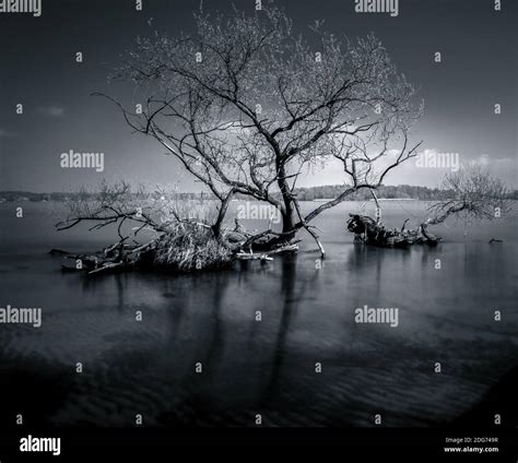 Tree In Water Stock Photo Alamy