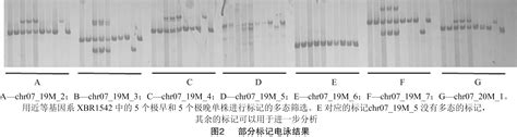 水稻基因组任意区间indel标记开发方法 知猫论文