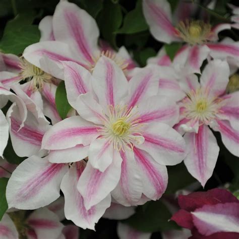 Clematis 'Andromeda' / Clematis 'Andromeda'