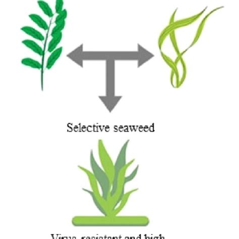 Diagram Showing Selective Breeding Download Scientific Diagram