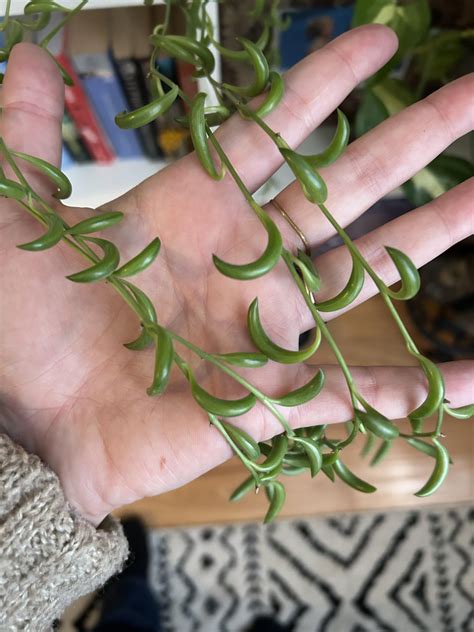 Stepmom Gave Me This What Is She And How Do I Take Care Of Her R