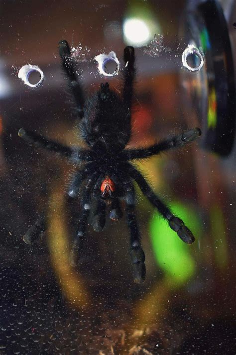 Hoping To Find Out Sex R Tarantula