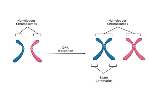 Homologous Chromosomes Phelanphys3ech6