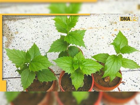 Recover Platelets In Dengue पपीता गिलोय ही नहीं ये पत्ते भी डेंगू में तेजी से बढ़ाएंगे