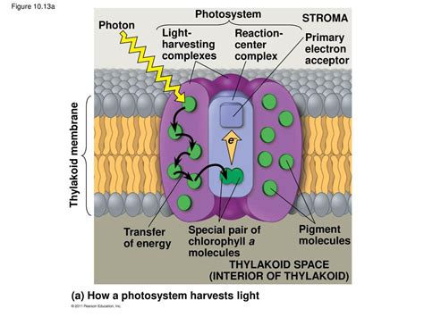 Chapter 10 Photosynthesis Ppt Download
