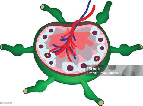 림프절의 해부학 적 구조입니다 인포 그래픽입니다 격리 된 배경에서 벡터 일러스트 레이 션 건강관리와 의술에 대한 스톡 벡터 아트 및 기타 이미지 Istock