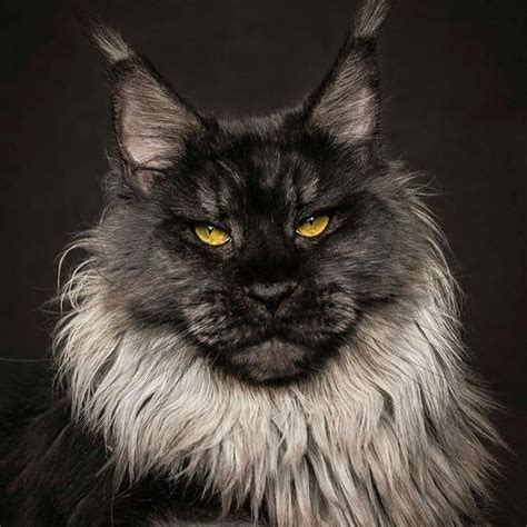Robert Sijka Captures The Fierce Beauty Of Maine Coons Cats