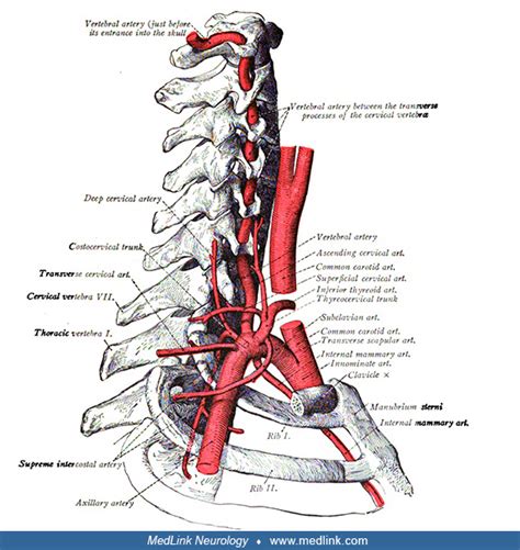 Subclavian Artery Branches Anatomy Arterial Supply To The Upper Limb