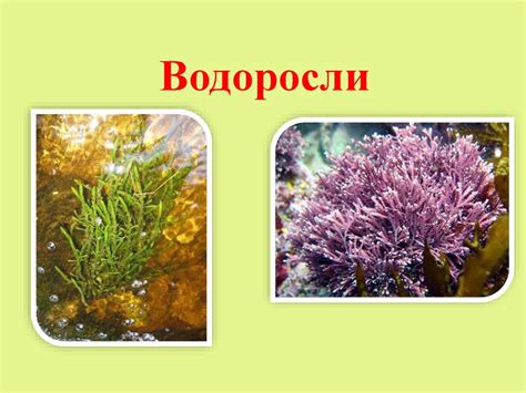 Водоросли – низшие растения - презентация онлайн