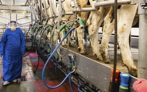 Information For Workers Exposed To H5n1 Bird Flu Bird Flu Cdc