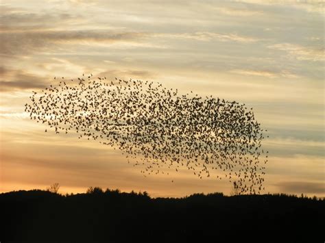 Portfolio Optimization Using Particle Swarm Optimization