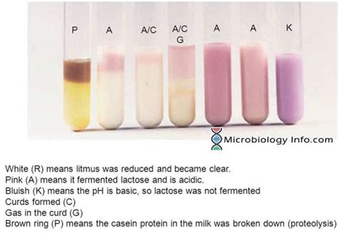 Litmus Milk Test Principle Procedure Uses And Interpretation