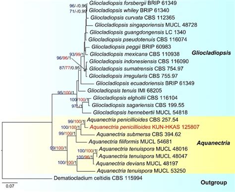 phylogenetic tree based on raxml analyses of a combined his3 its