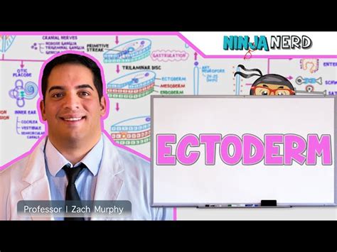 Free Video Embryology Ectoderm From Ninja Nerd Class Central