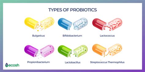 17 TYPES OF GOOD BACTERIA - The List of Most Beneficial Species of Probiotics Lactobacillus and ...