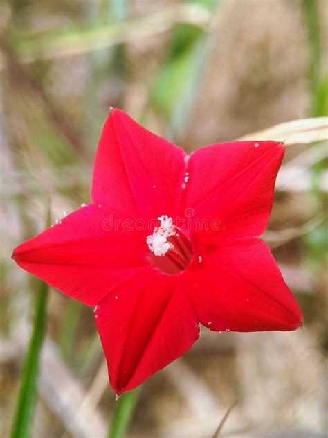 Star Glory Flower On A Garden Stock Image Image Of Originating