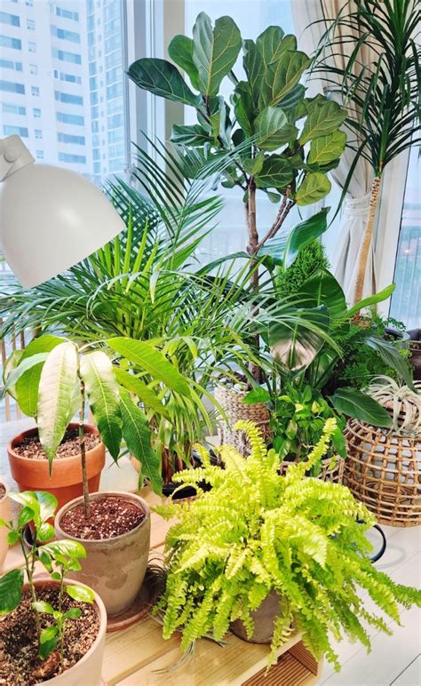 보스턴고사리 키우기 잎이 갈색으로 변하는 이유 네이버 블로그 보스턴고사리 키우기 잎이 갈색으로 변하는 이유 네이버 블로그