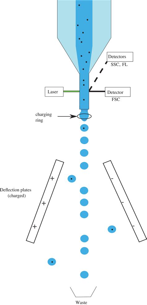 Schematic Of Flow Cytometry Sorting Operation Download Scientific Diagram