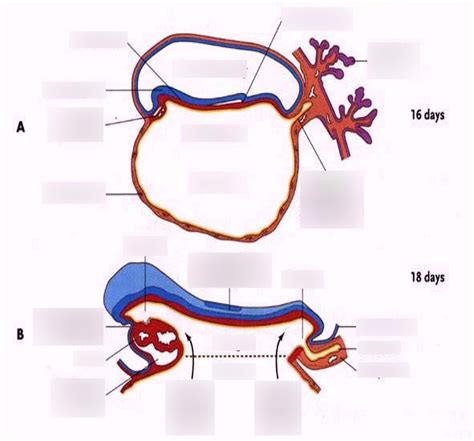 Embryonic Folding Pt 1 Diagram Quizlet