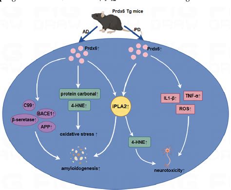 Figure 2 From Unveiling The Significance Of Peroxiredoxin 6 In Central