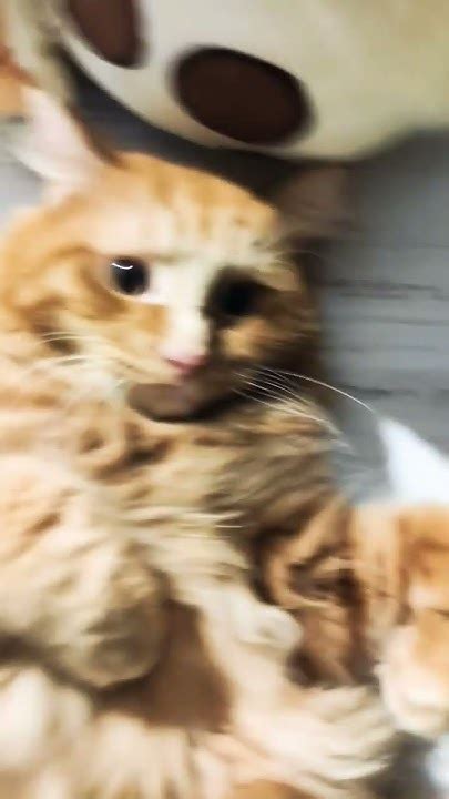 эххх кот Cat Catcat Cats Catslove Kitten Like Cute лайк