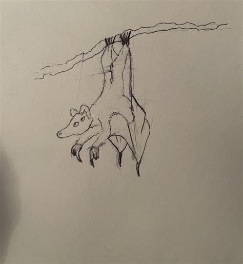 Is Speculative Bat Evolution Allowed Here Sketch From My Bat Series